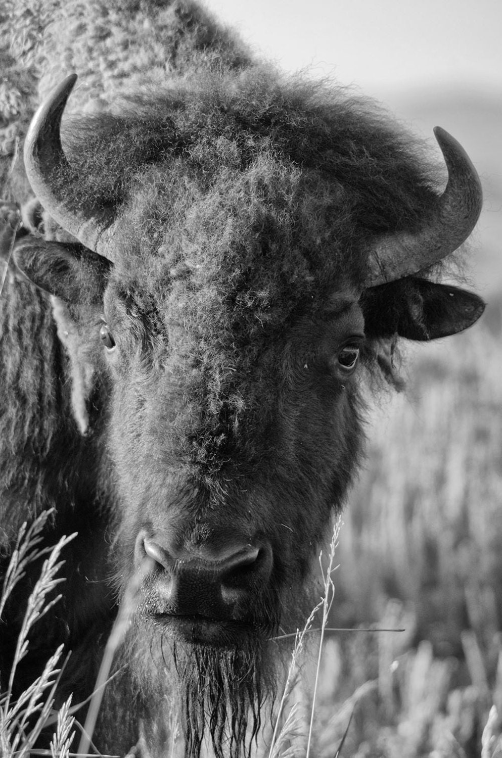Portrait of a Bison Nature Photography Wildlife Fine Art Photography - Etsy