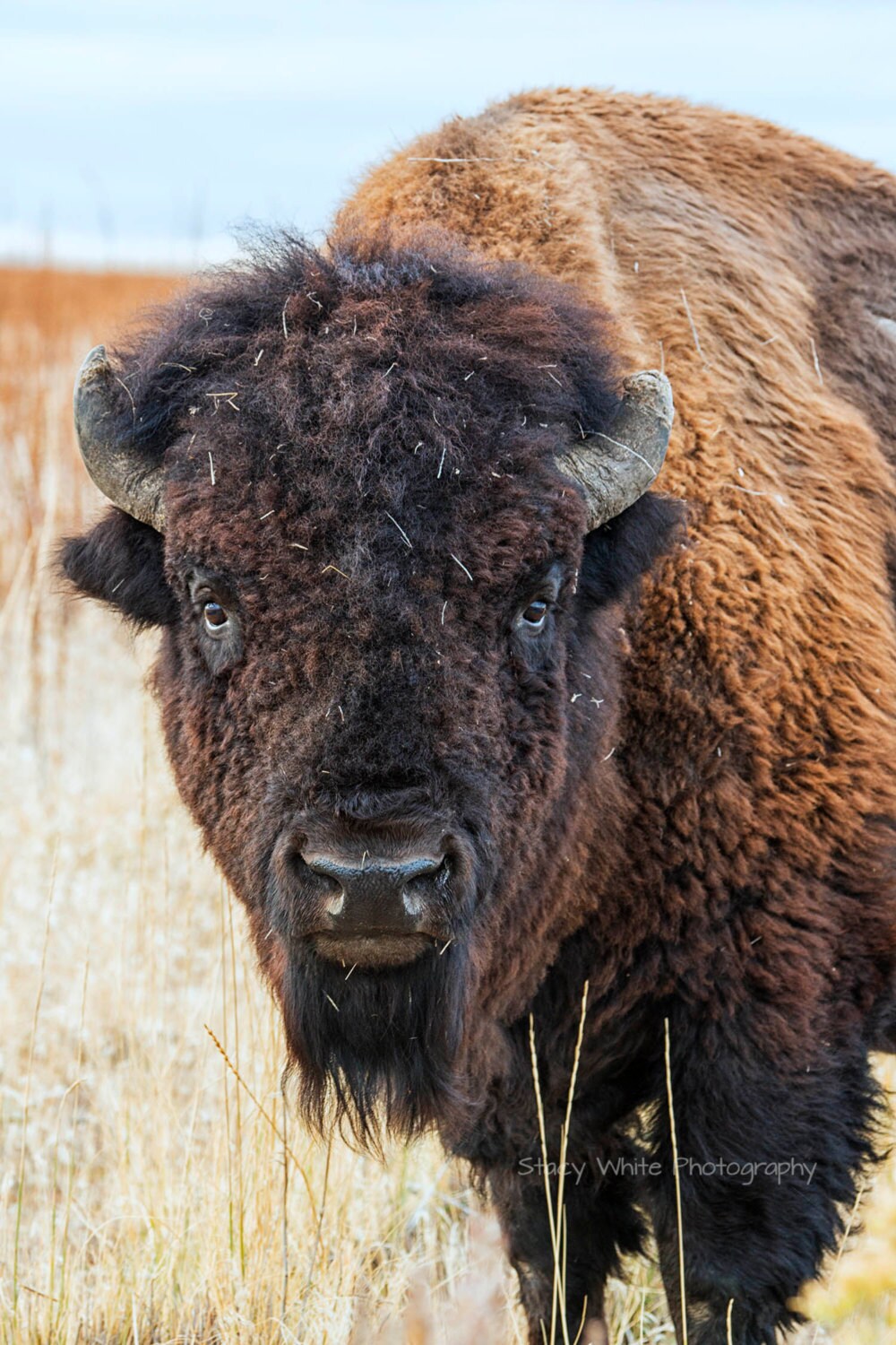 Staring Contest Bison / Buffalo Grand Teton National Park Nature ...