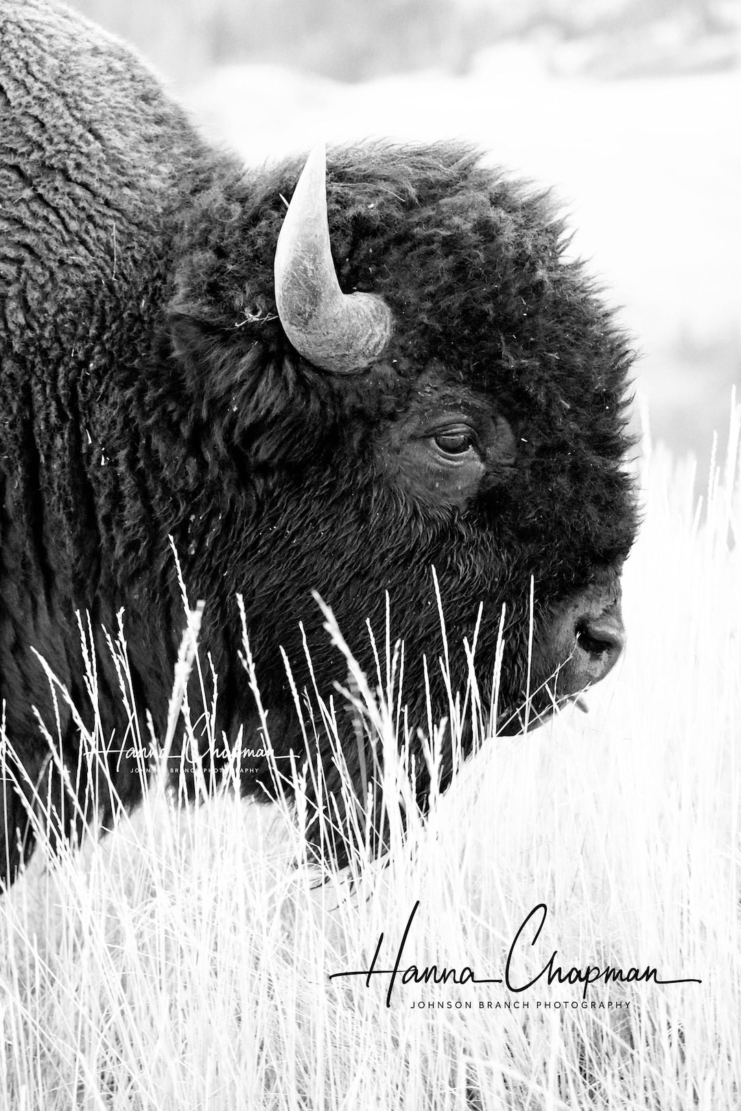 Black and White Photograph of a Bull Bison (buffalo) Profile in ...