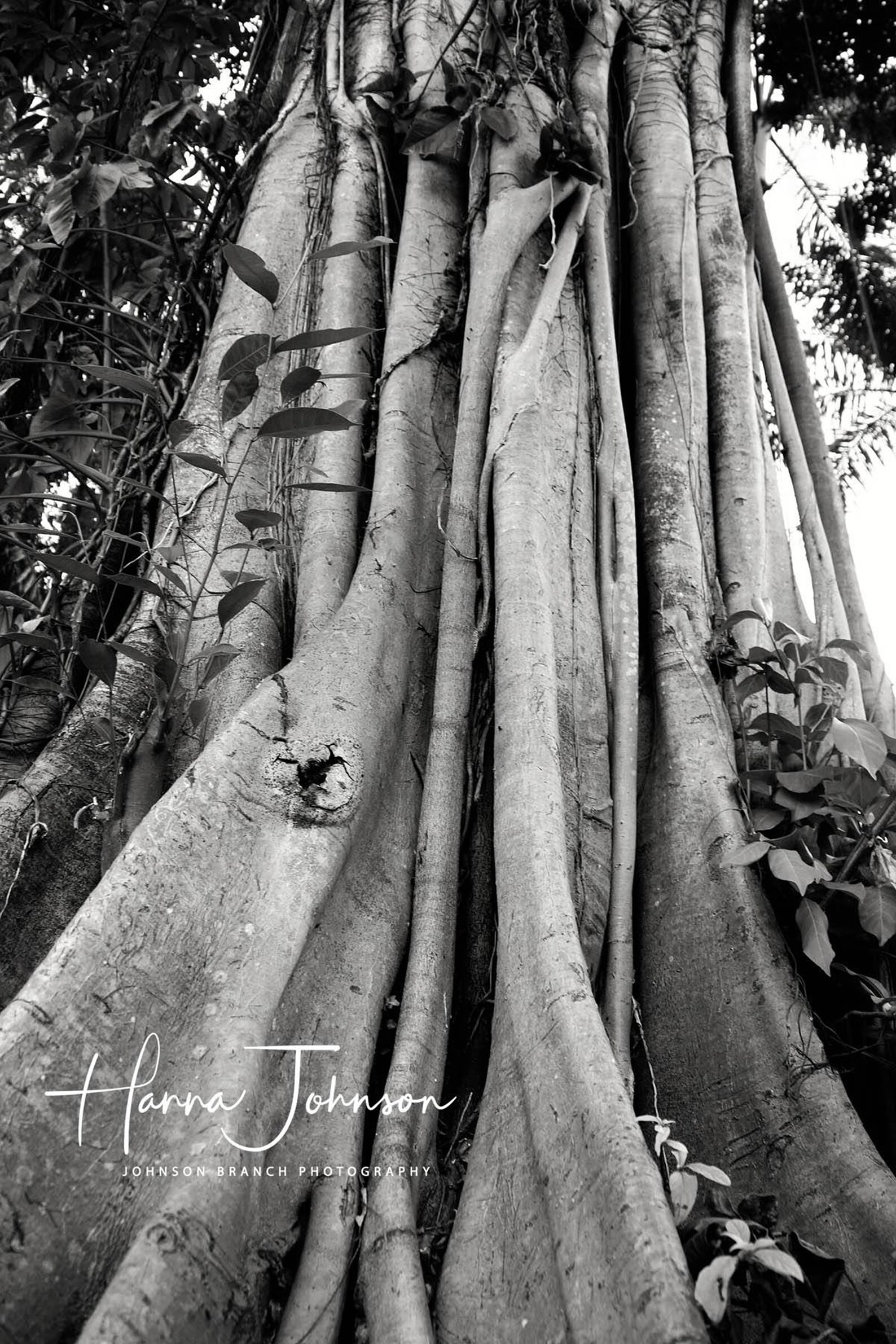 Black and White Photo of a Rubber Tree in Jamaica - Etsy
