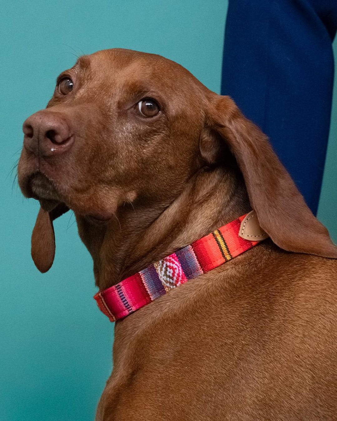 Inca Orange Dog Collar - Etsy