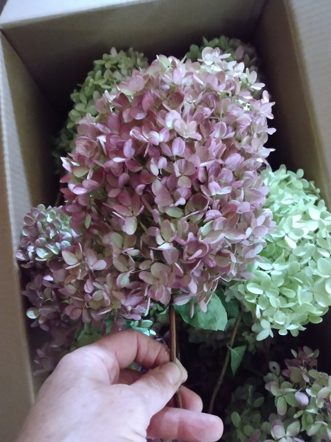30 Dried Pee Gee Hydrangea Limelight Blooms Stems - Etsy