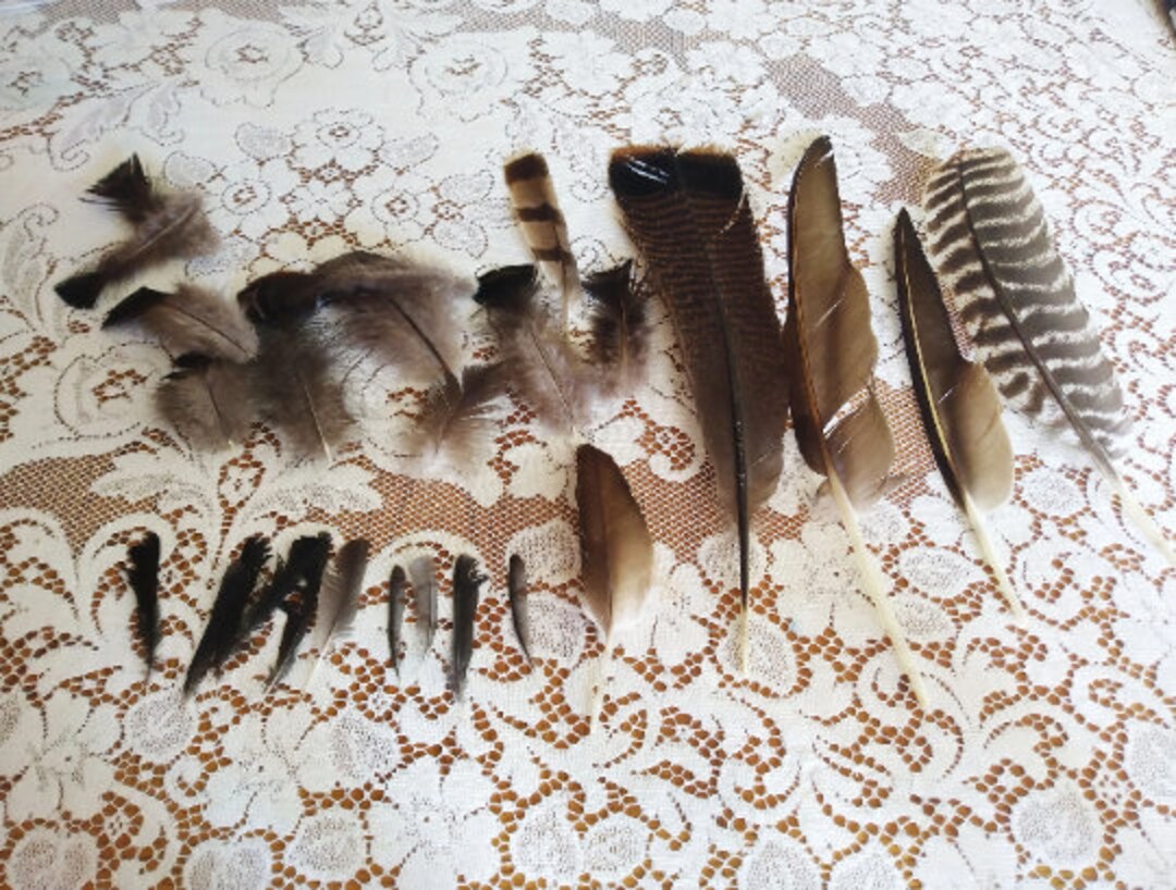 Natural Assortment Lot of Found Feathers Natural Feathers Craft ...
