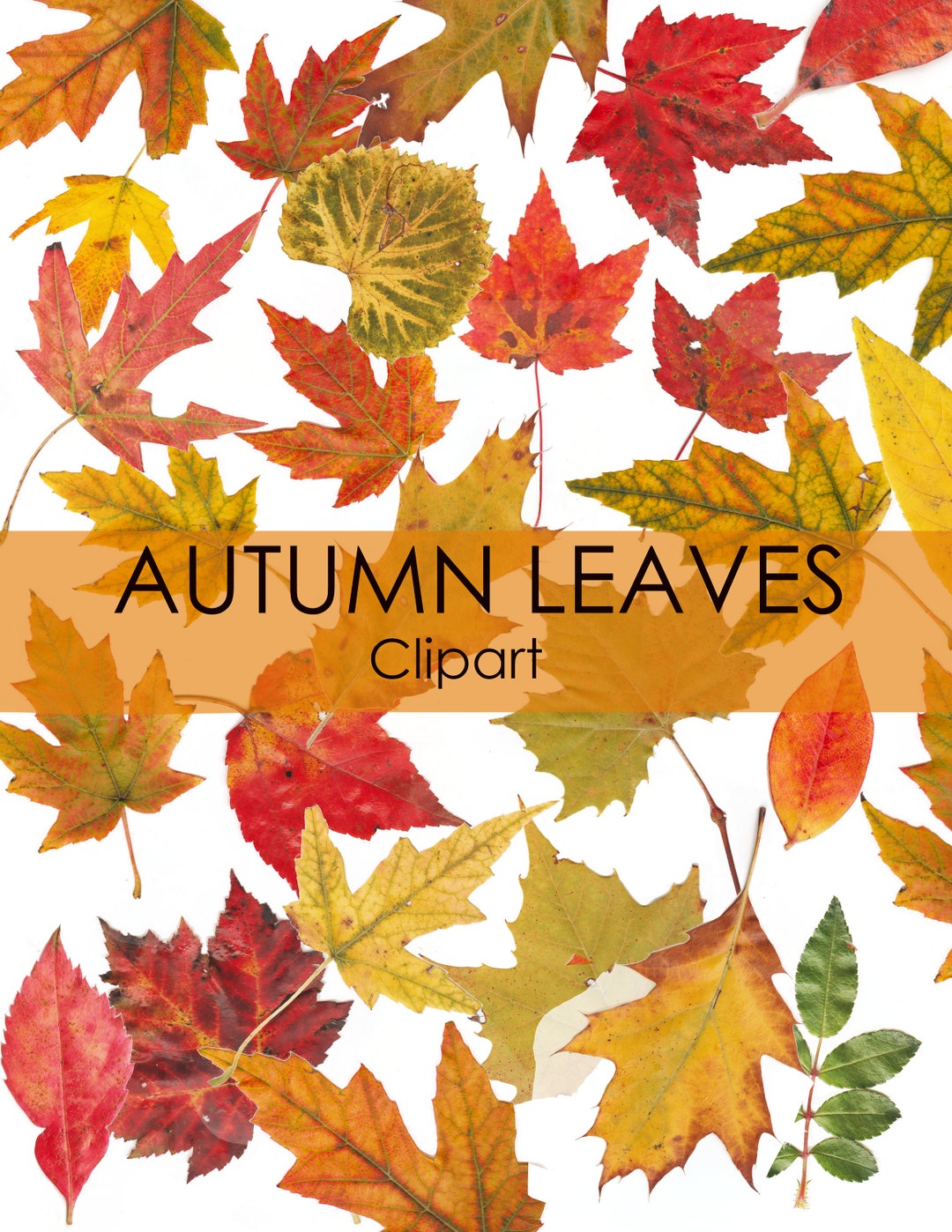 Instant Autumn Leaves Fall Clipart PNG Oak Leaves Maple Leaves ...