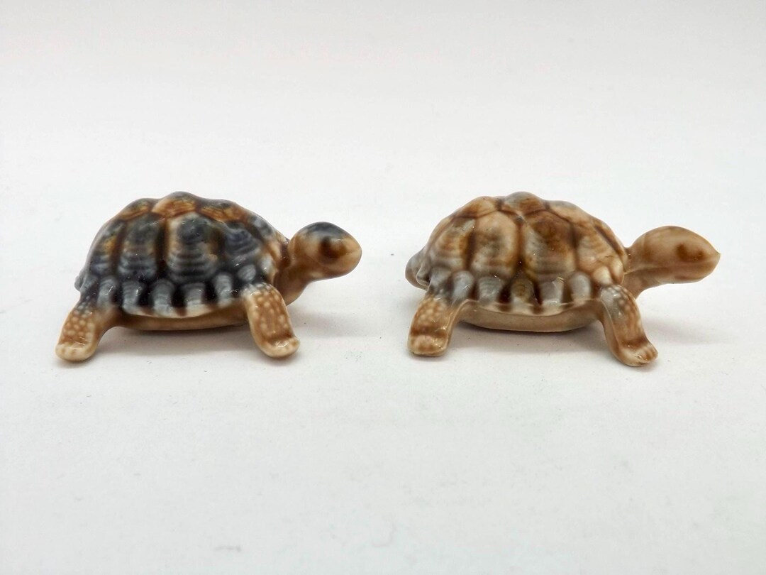 Wade Baby Tortoise's X 2 (perfect) - Etsy