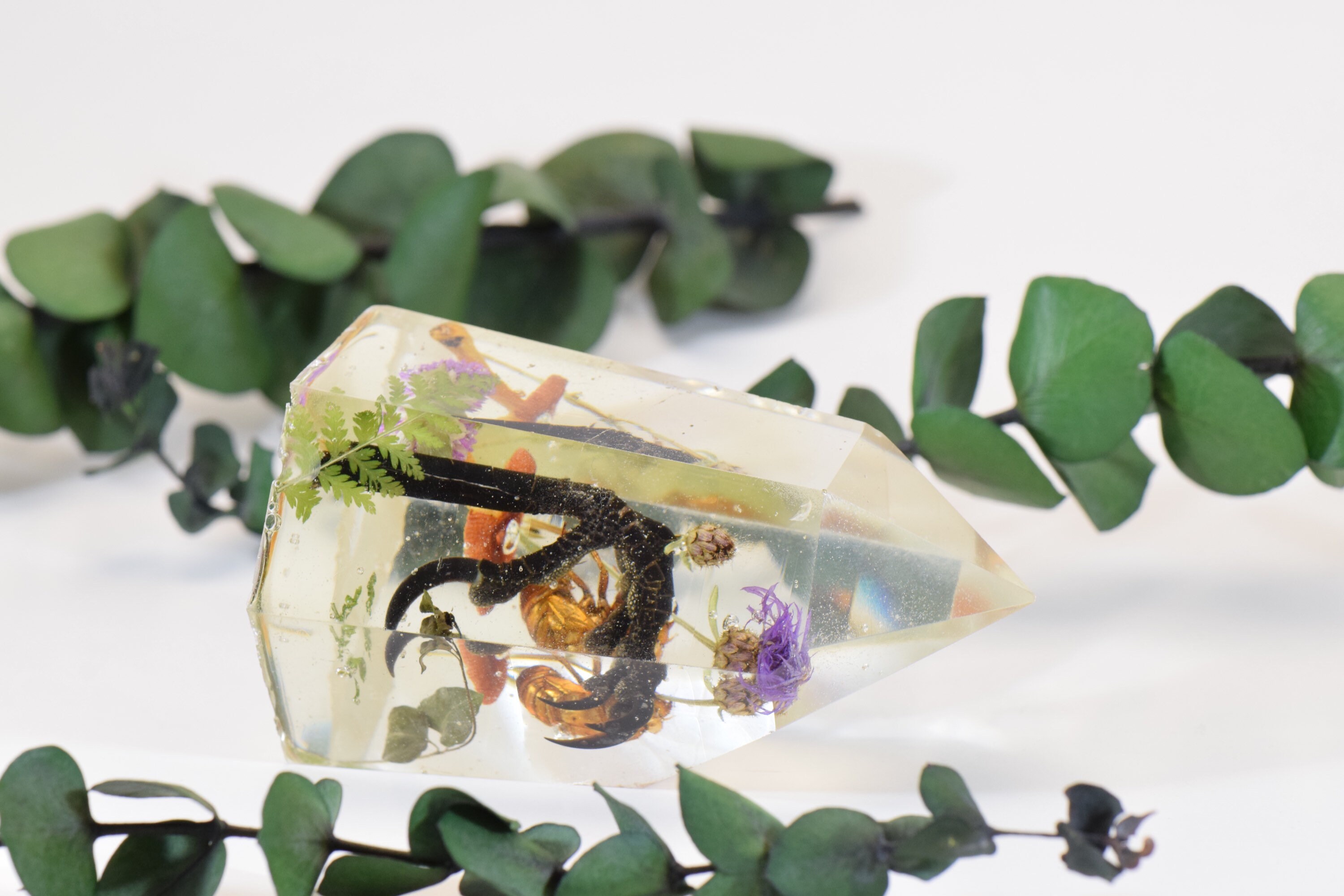 Cicada Exoskeleton Crows Foot Crystal Point Oddity - Etsy