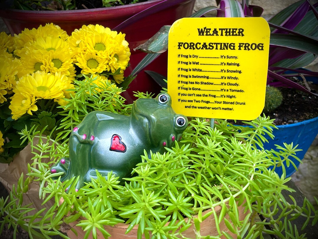 Funny Weather Forecasting Frog for Your Garden,frog Lover Gift Weather ...