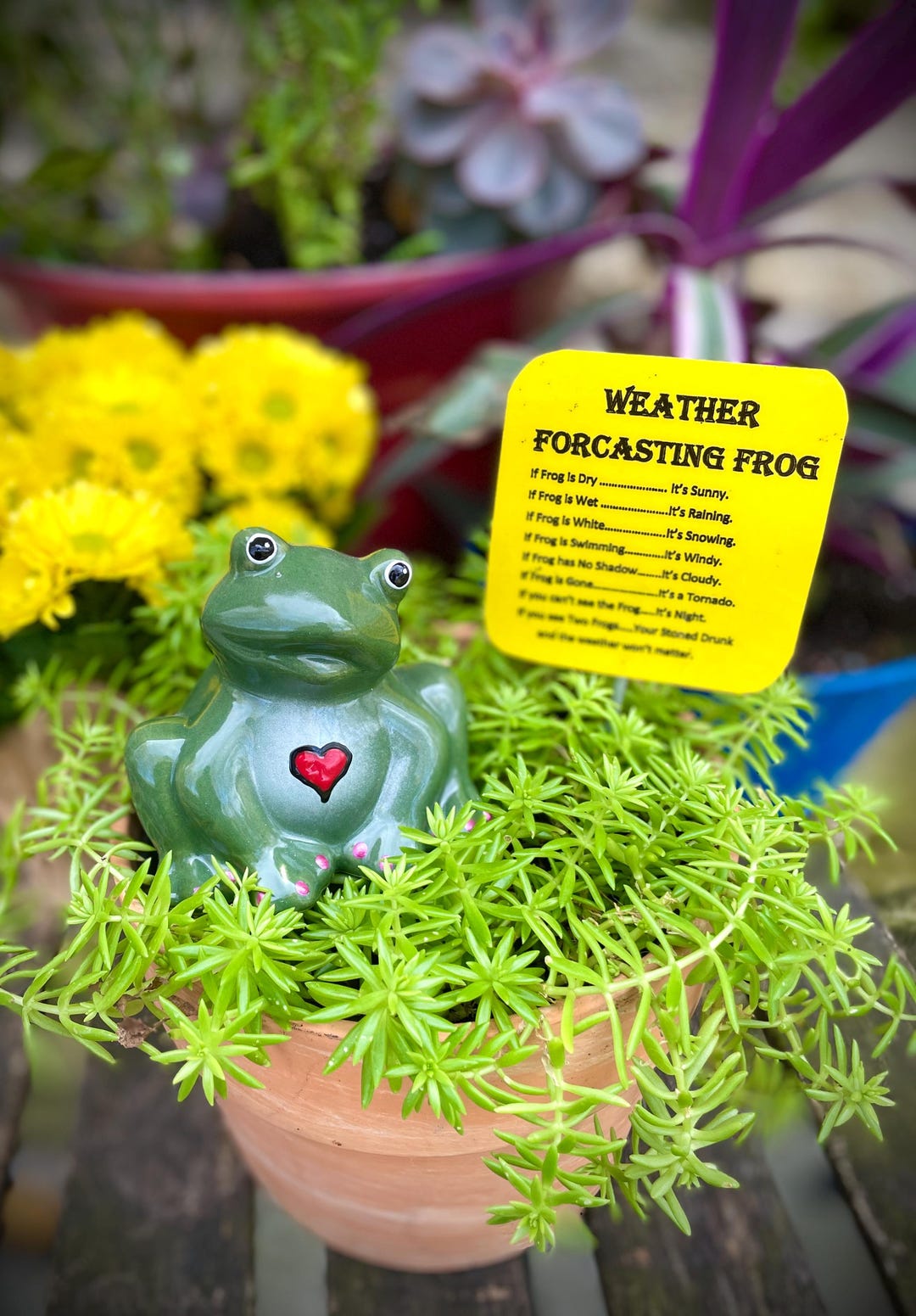 Funny Weather Forecasting Frog for Your Garden,frog Lover Gift Weather ...