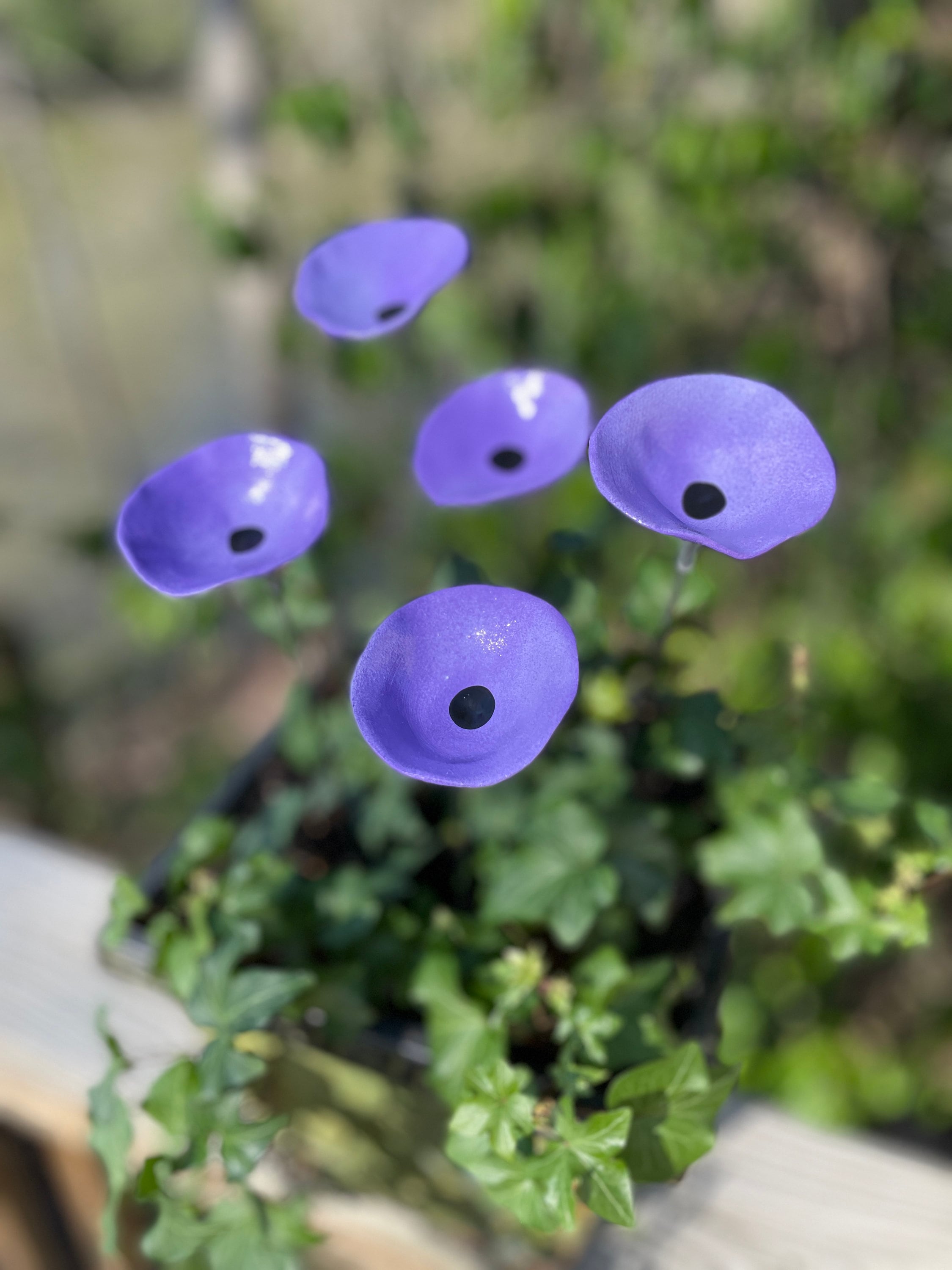 Purple Poppy Flower