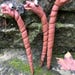 3 Ceramic Worms for Your Garden or Planters,8'' Garden Decoration ...