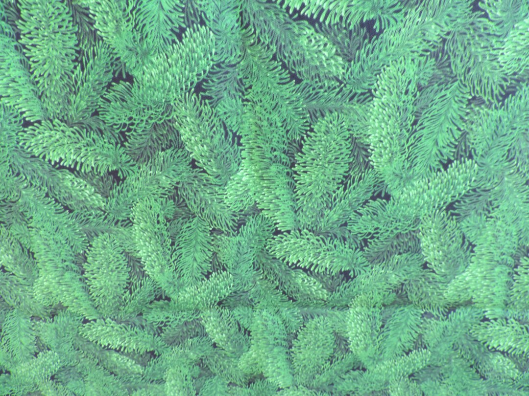 Fir Boughs in the Spring. - Etsy