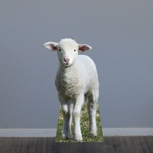 Sheep Cardboard Cutout or Baby Lamb Prop With Easel on the Back ...