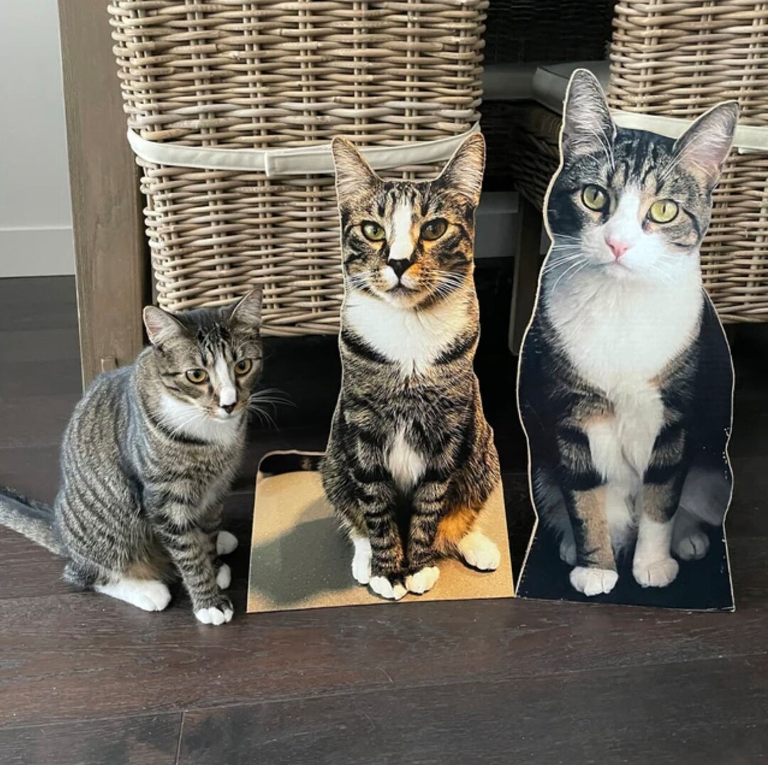 Cat Cardboard Cutout, Pet Cardboard Cutout, Cardboard Cutout, Cat ...