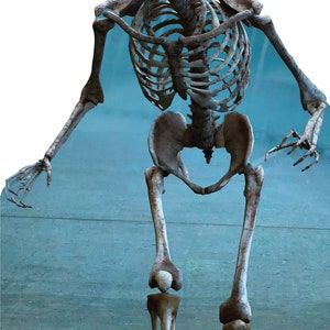 Custom Life Size Cardboard Cutout Halloween Skeleton Prop With Easel on ...