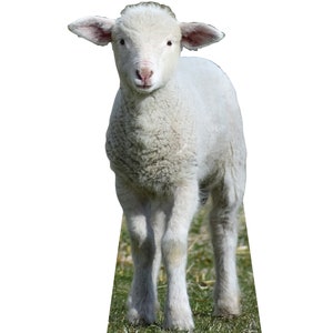 Sheep Cardboard Cutout or Baby Lamb Standup Prop, Easel on the Back - Etsy