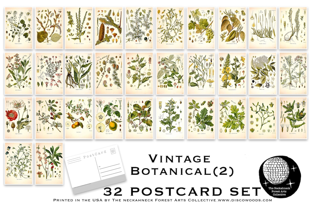Vintage Botanical Postcard Set: 32 Nature Plant Drawings - Etsy