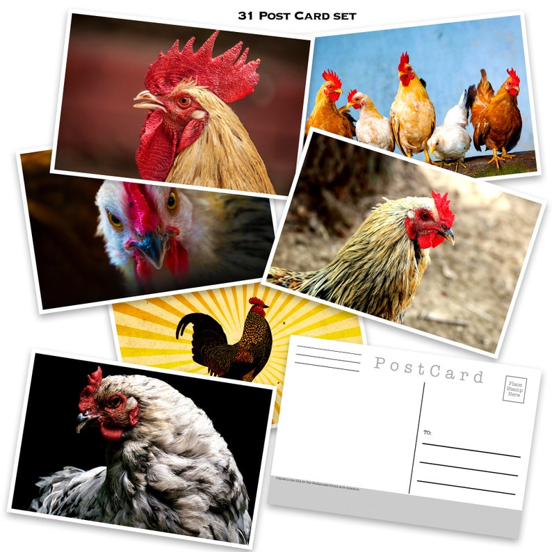 Chickens Postcard Set 31 Post Cards Chicken Art | Etsy