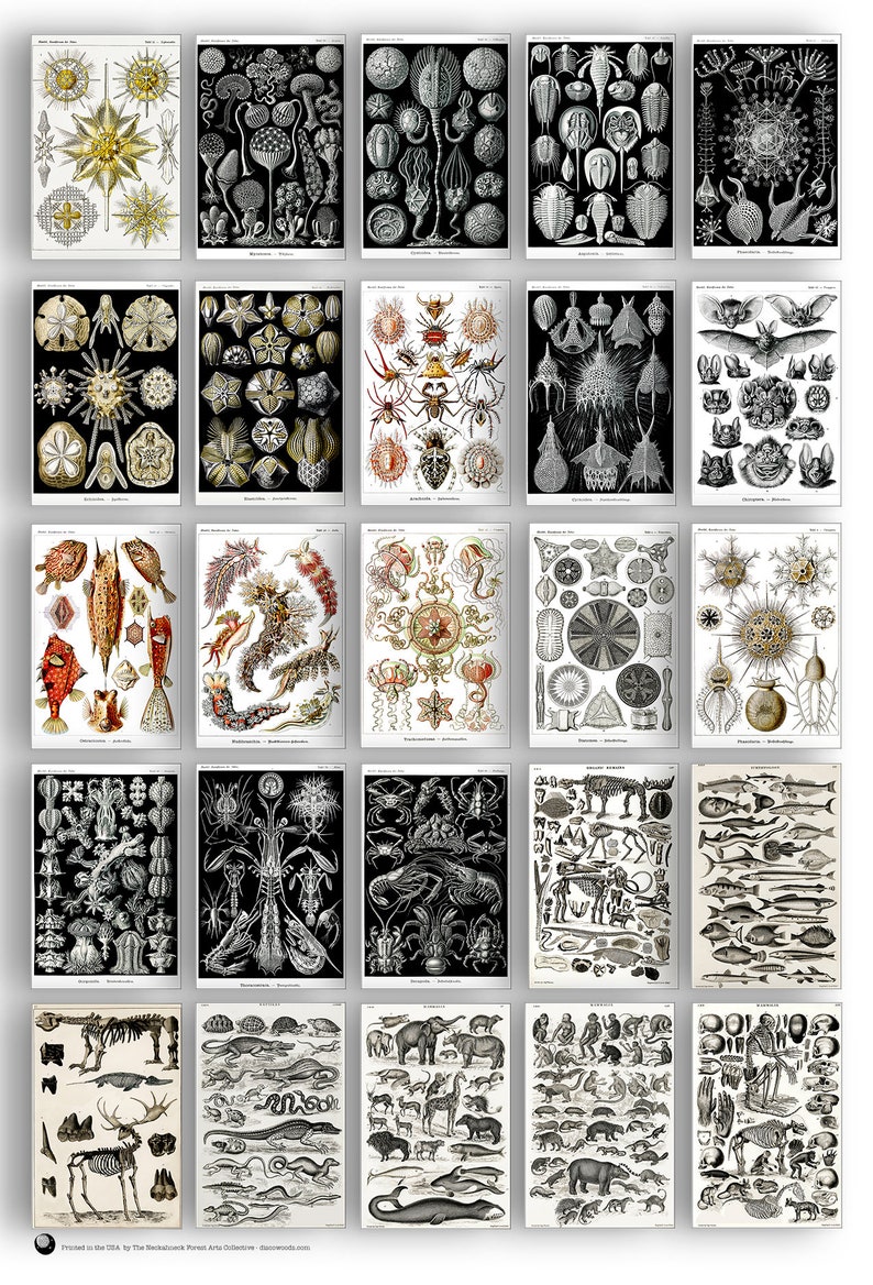 Natural Wonders Postcard Set - Set of 25 Postcards - Vintage - Nature ...