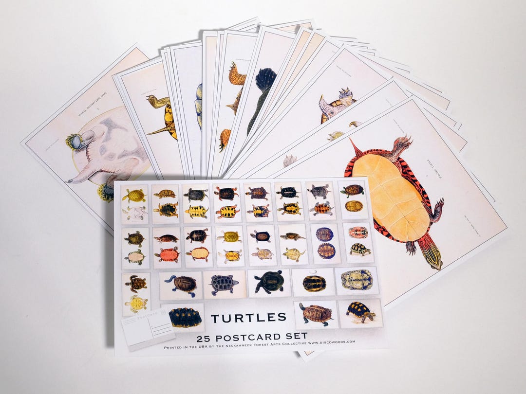 Turtles Postcard Set - Set of 25 Postcards - Vintage Turtle ...