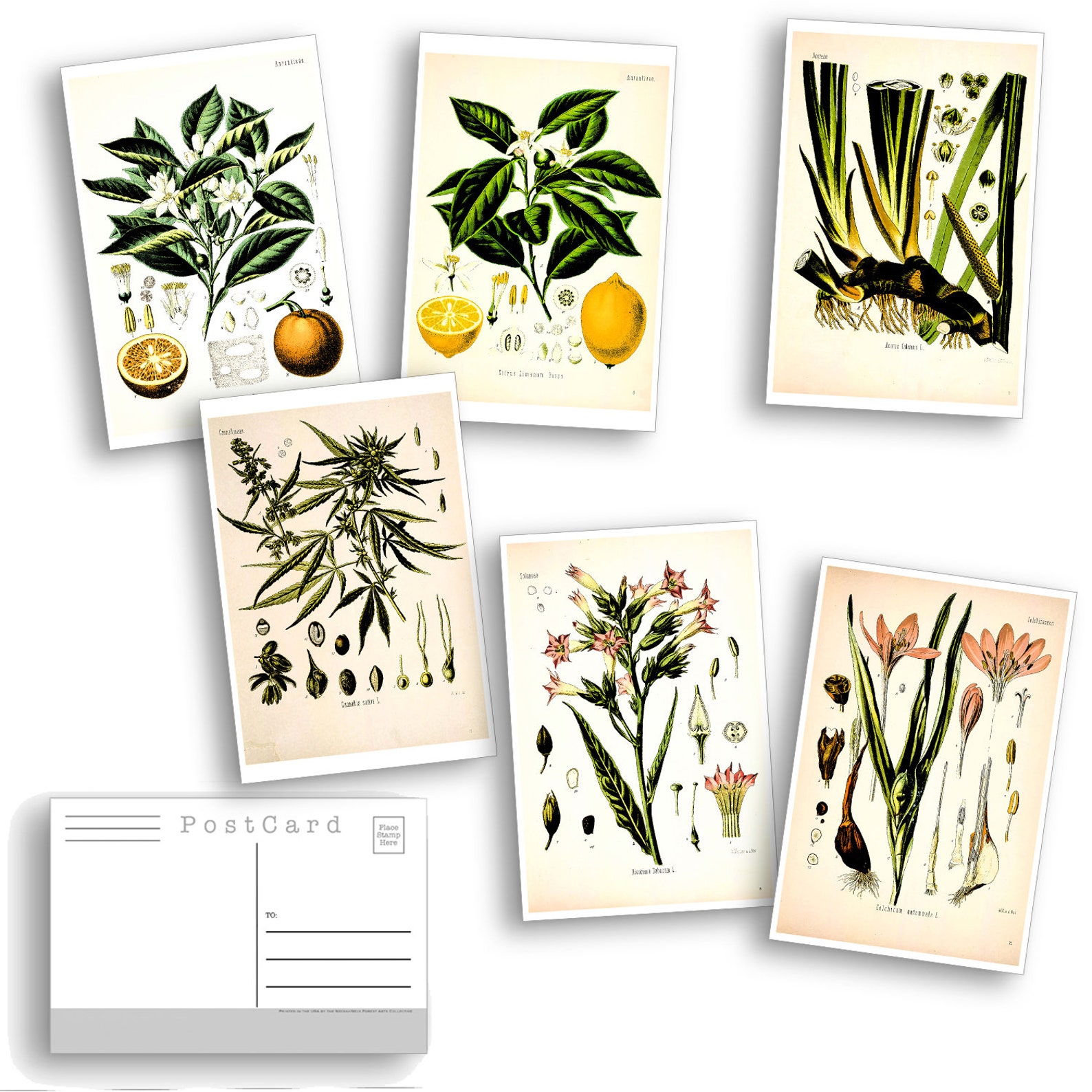 Botanical Postcard Set Set of 26 Postcards Vintage - Etsy