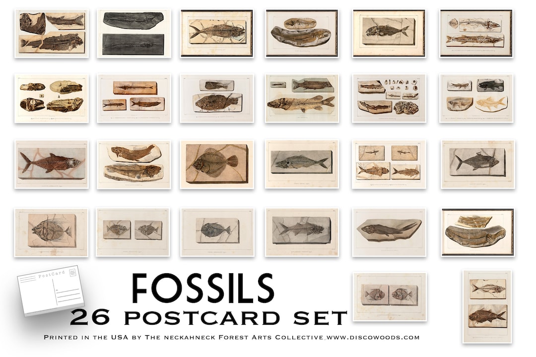 Vintage Fossils Postcard Set, Set of 26 Postcards, Natural History ...