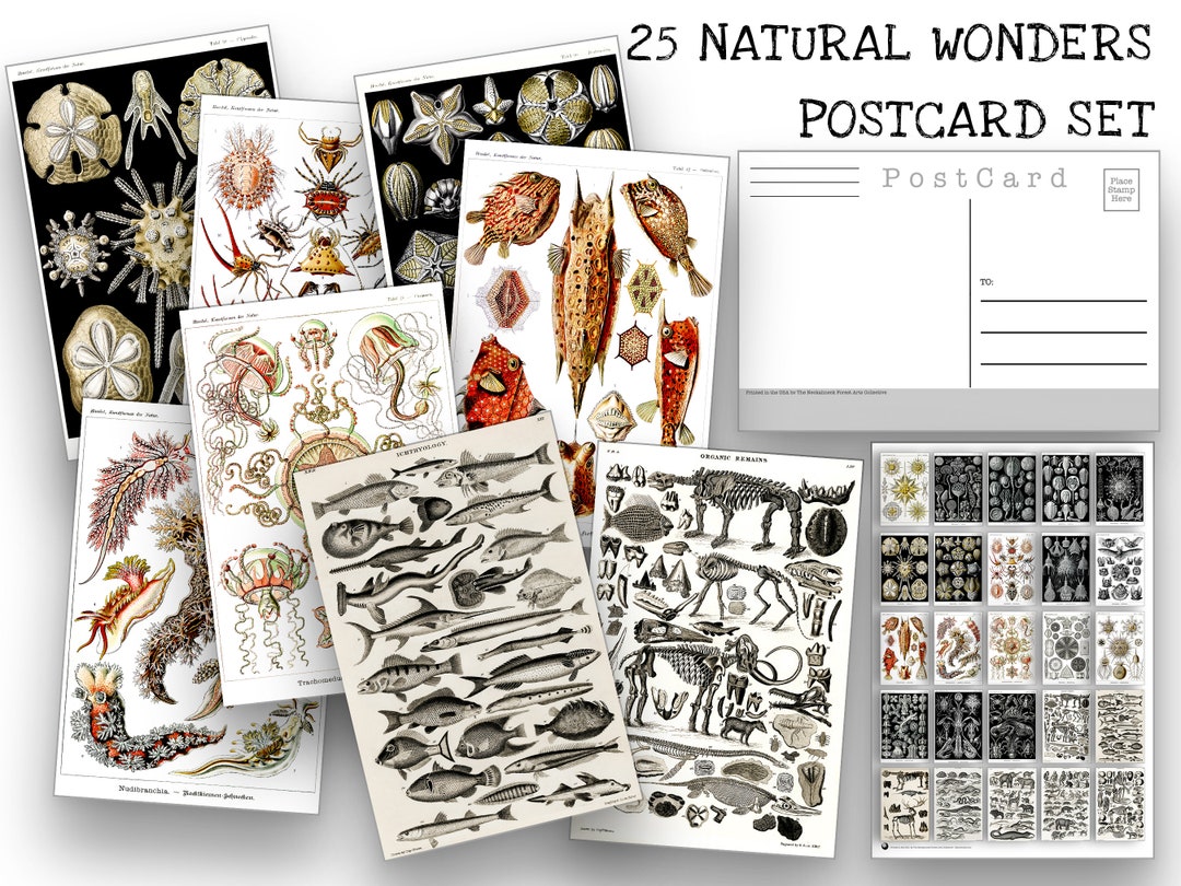 Natural Wonders Postcard Set Set of 25 Postcards Vintage Nature ...