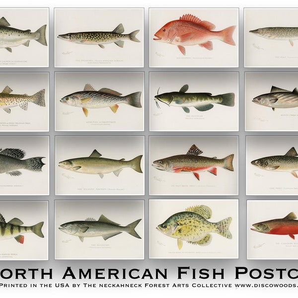 Fishing Postcard - Etsy