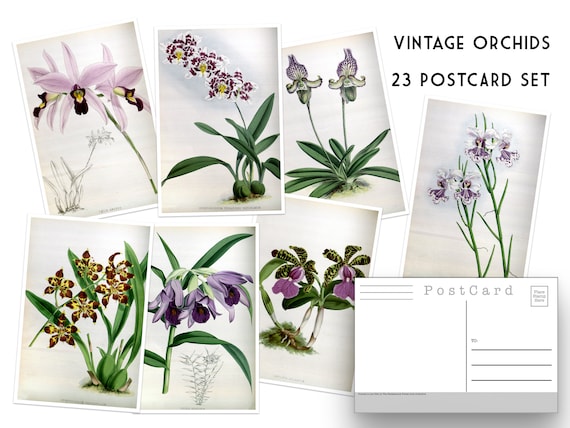Vintage Orchid NEW Postcard Set Set of 23 Postcards Orchid - Etsy