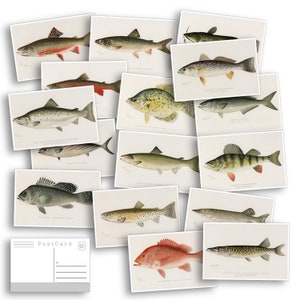 North American Fish Postcard Bulk Pack of 16 - Fishing - Outdoors ...