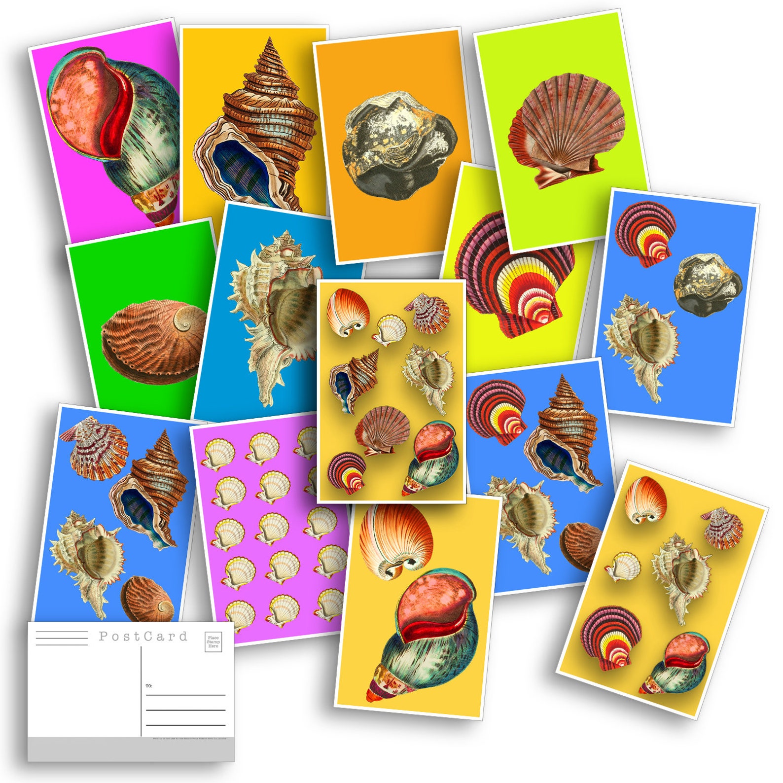 Seashell Postcard Set 20 Seashell Post Cards Outdoors - Etsy