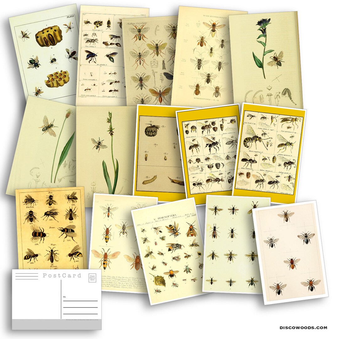 Bees Postcard Set Set of 27 Postcards Vintage Nature Scrapbooking Post ...