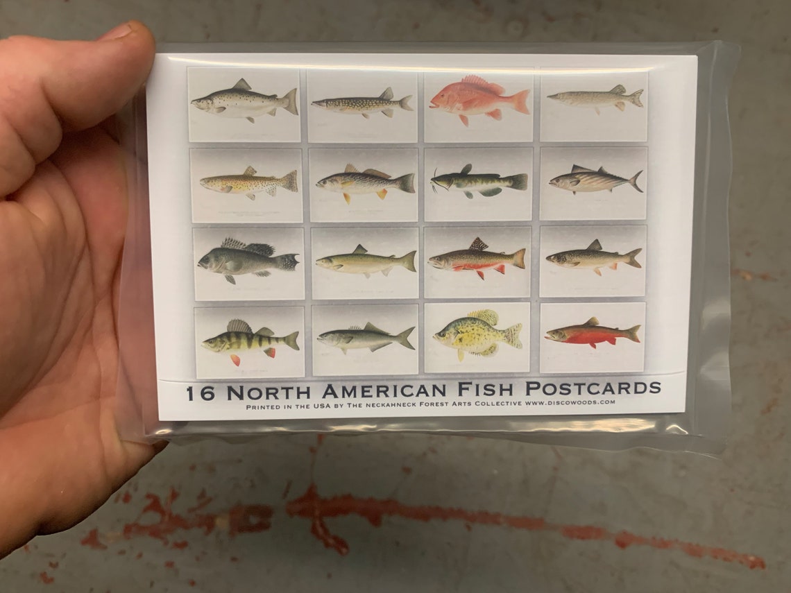 North American Fish Postcard Bulk Pack of 16 Fishing - Etsy