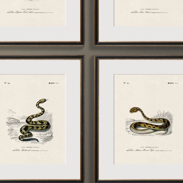Snake Art Print - Etsy