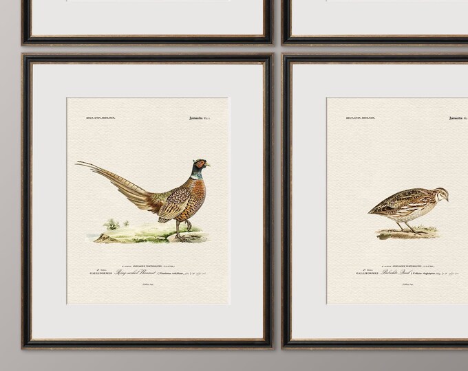 Game Birds British Game Birds Painting, Giclee Print, Birds ...