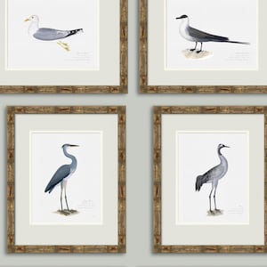 Vintage Sea Bird Prints, Coastal Art, Beach House Decor, Sea Gull Art ...
