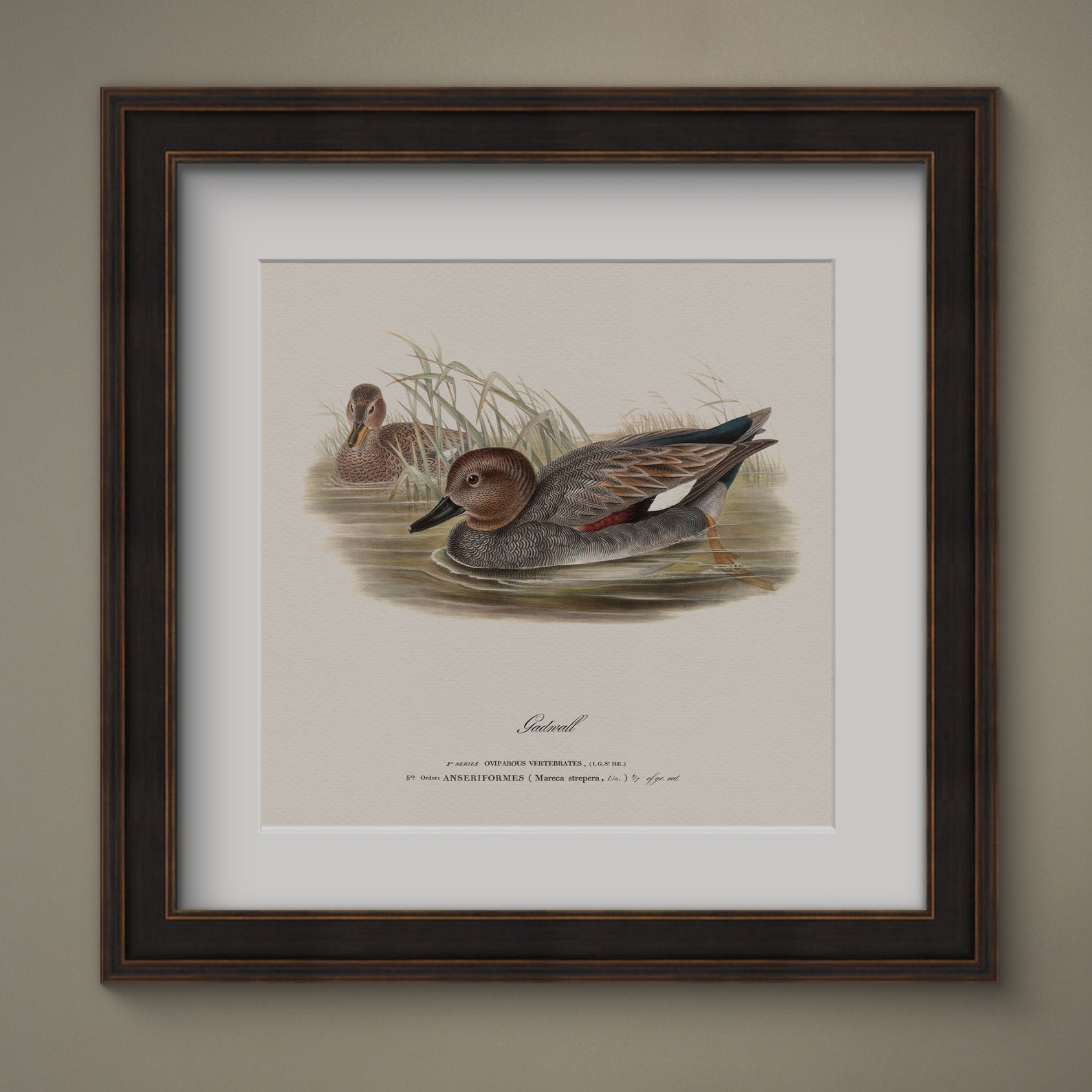 Choose From Six Vintage Duck Prints for Your Man Cave, or Office, Duck ...
