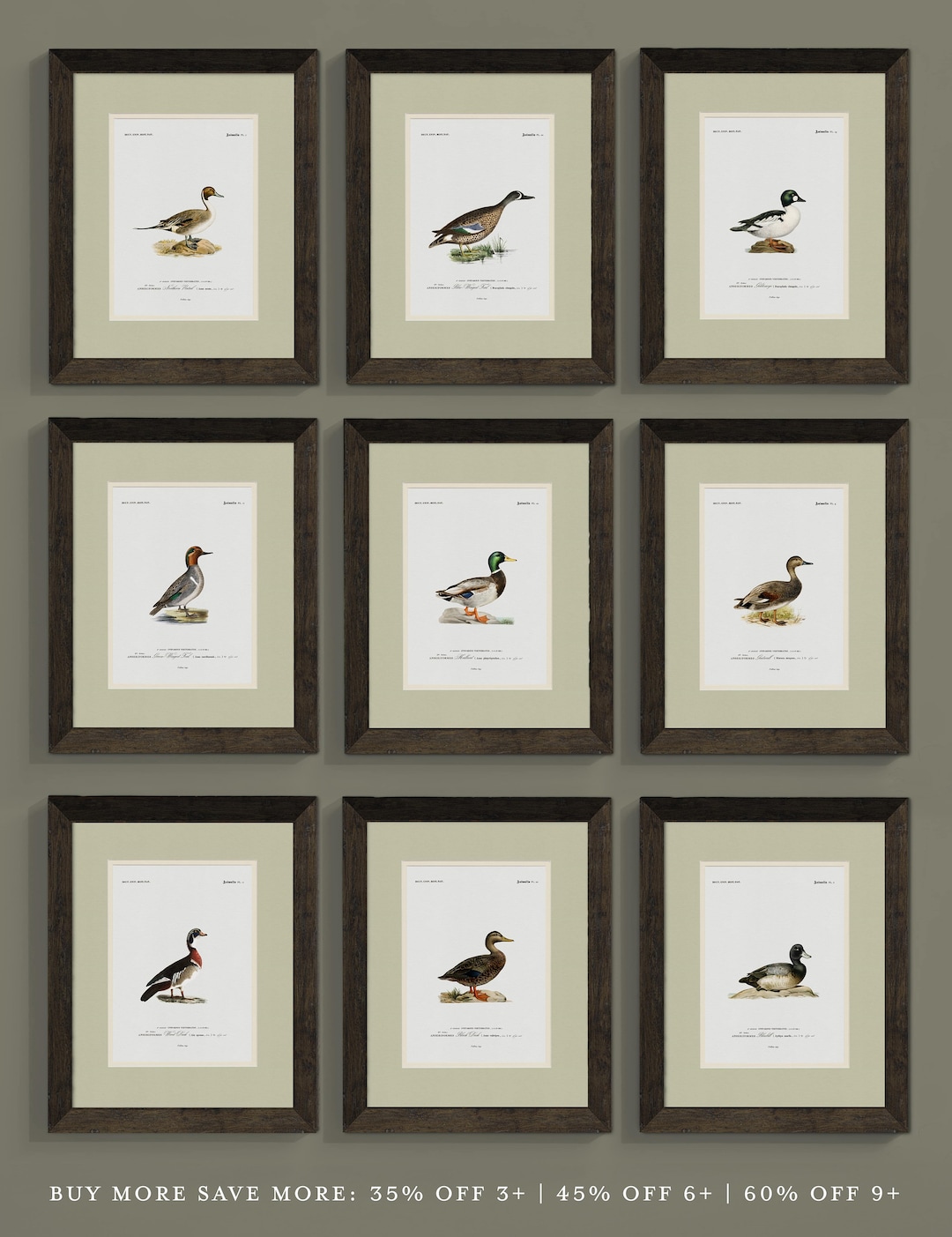 Framed Vintage Duck Print Art for Man Cave, Antique Animal Art for ...