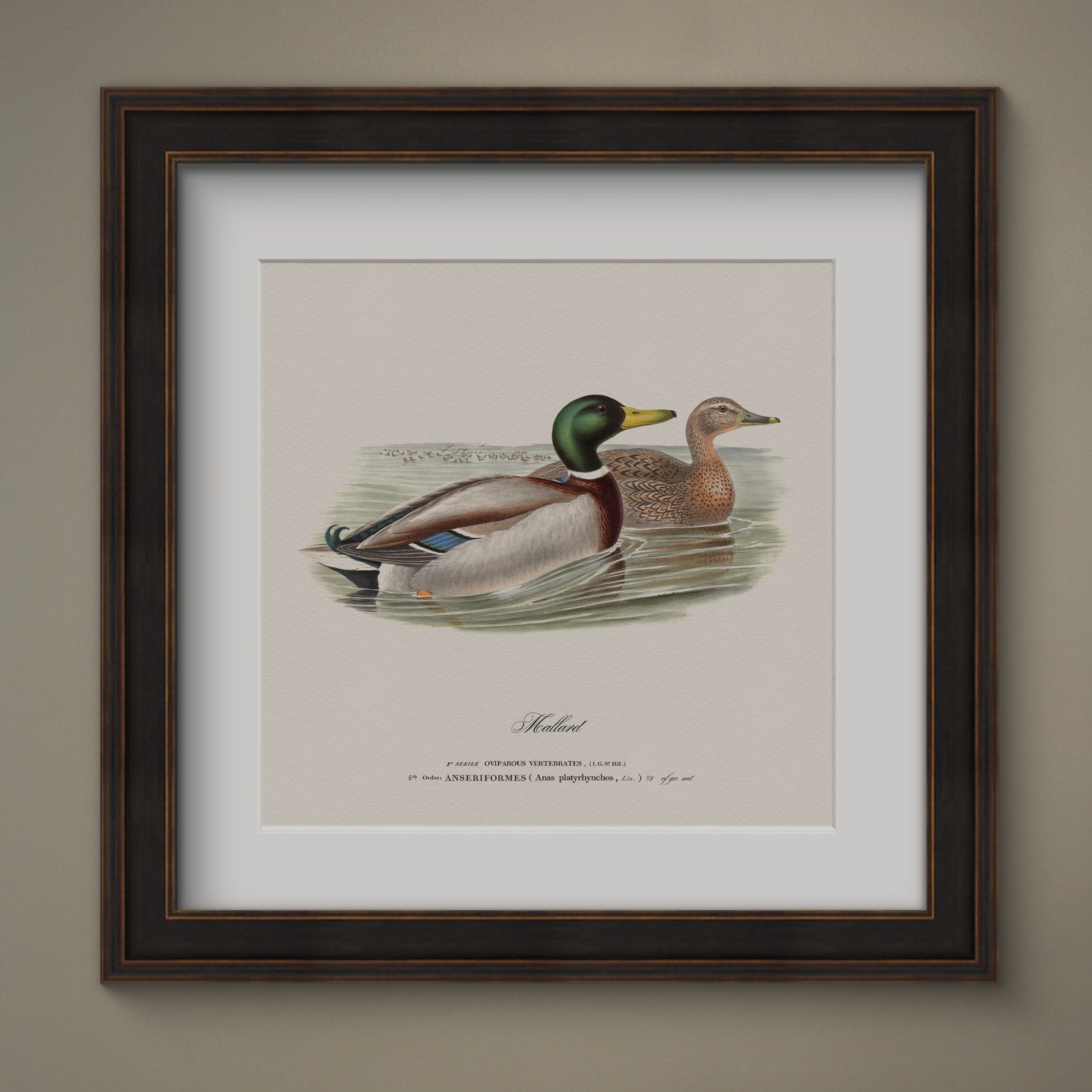 Choose From Six Vintage Duck Prints for Your Man Cave, or Office, Duck ...