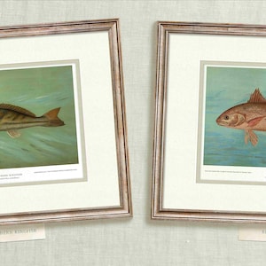 Framed Saltwater Fish Art Print Collection: Set of 6 Vibrant Ocean ...