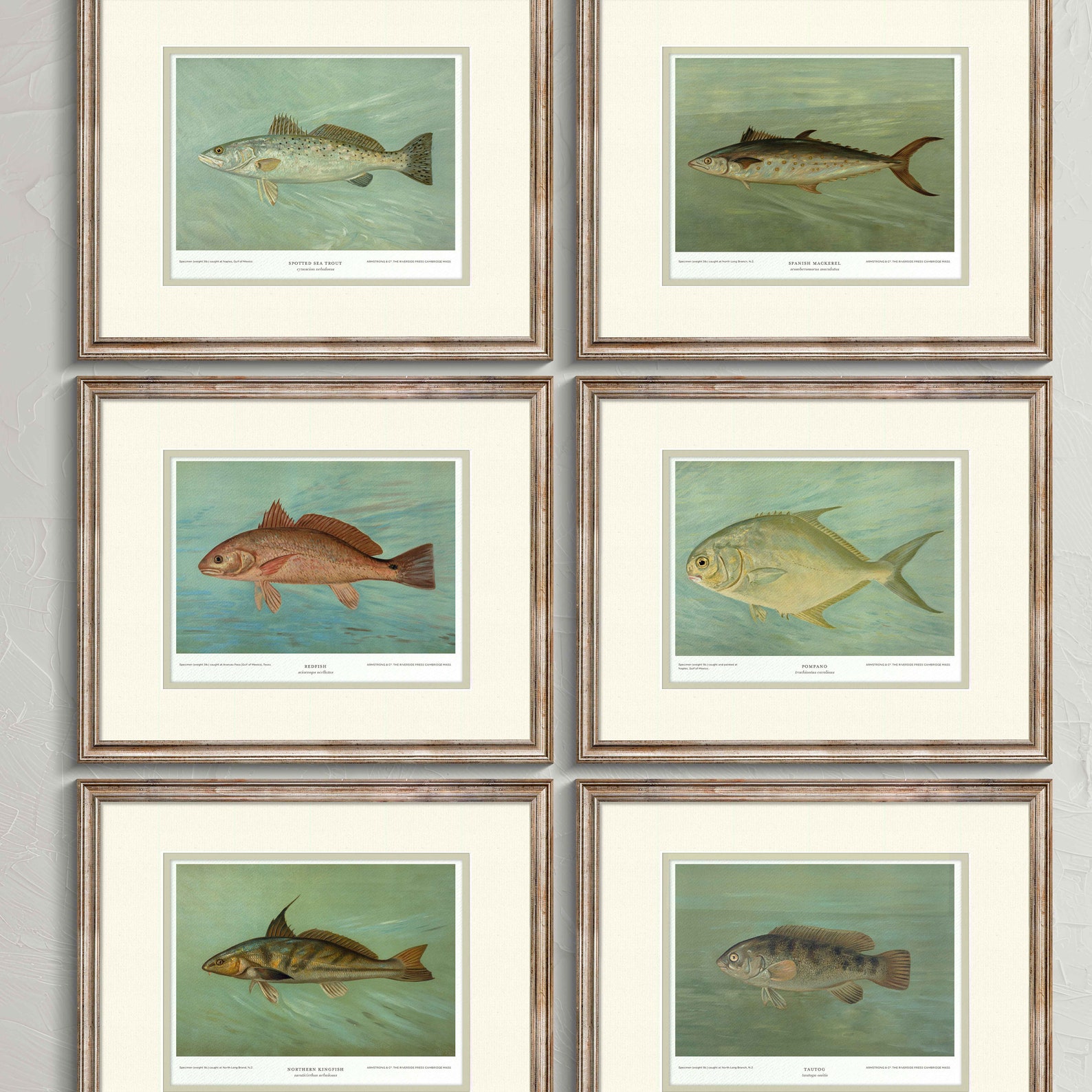 Unframed Saltwater Fish Art Print Collection: Set of 1,2,3,4 or 6 ...