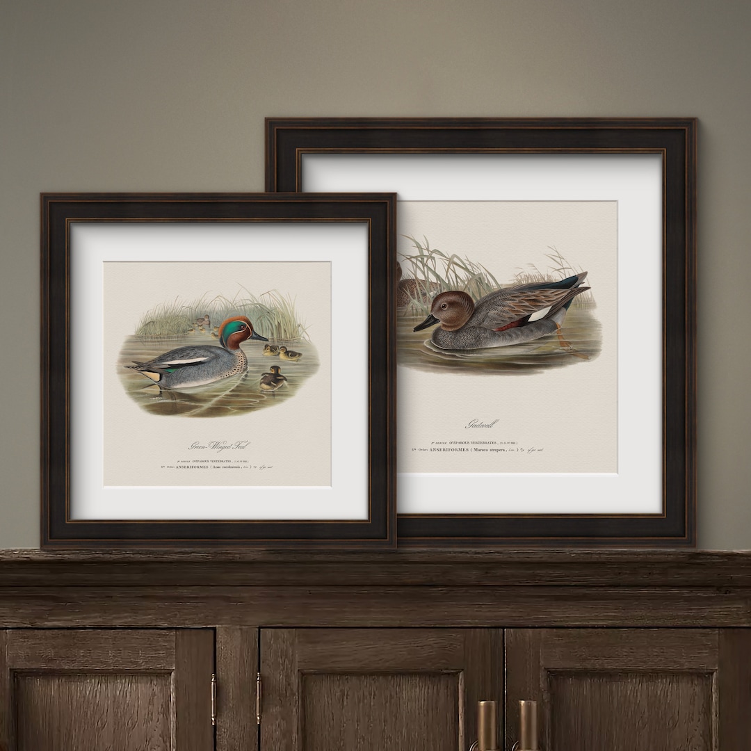 Vintage Animal Duck Prints for Your Hunting Camp, Art for Man Cave ...