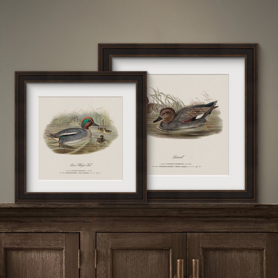 Vintage Animal Duck Prints for Your Hunting Camp Art for Man - Etsy