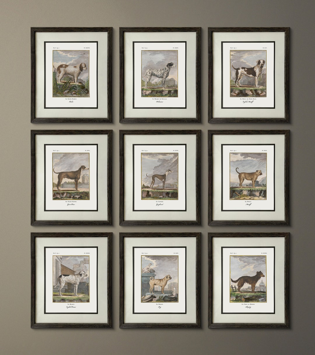 Vintage Dog Prints, Antique Dog Illustrations, Gift for a Dog Lover ...