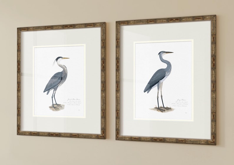 Vintage Sea Bird Prints, Coastal Art, Beach House Decor, Sea Gull Art ...