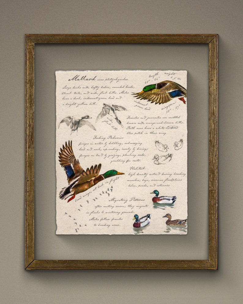 Antique Animal Vintage Duck Art Prints Game Bird Art Art for - Etsy