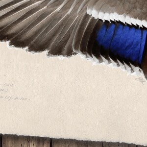 Framed Hunt Club Mallard Duck Wing Art – Set of 2 Vintage-style ...