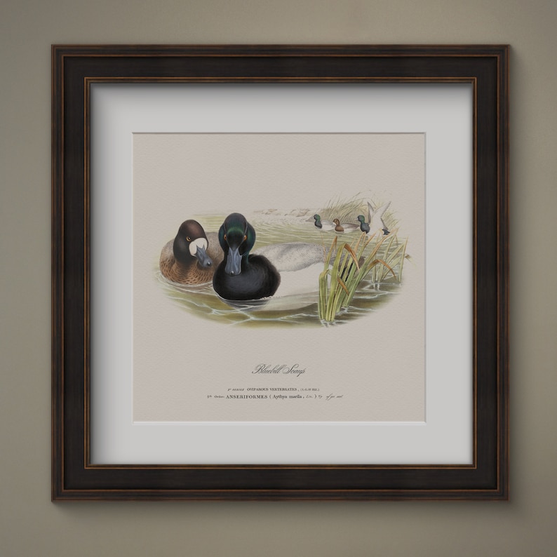 Hunt Club Vintage Duck Prints for Your Hunting Camp Art for - Etsy