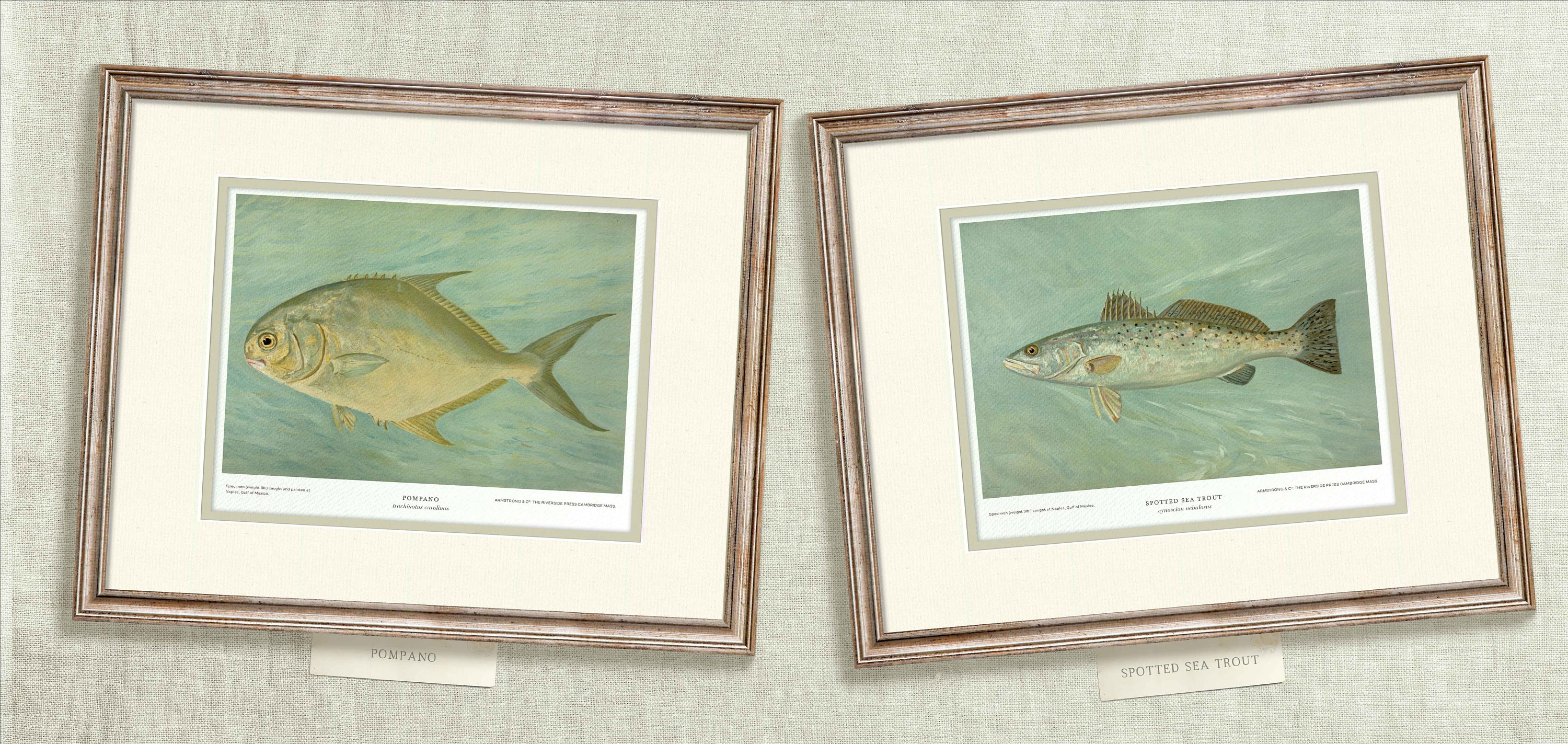 Unframed Saltwater Fish Art Print Collection: Set of 1,2,3,4 or 6 ...