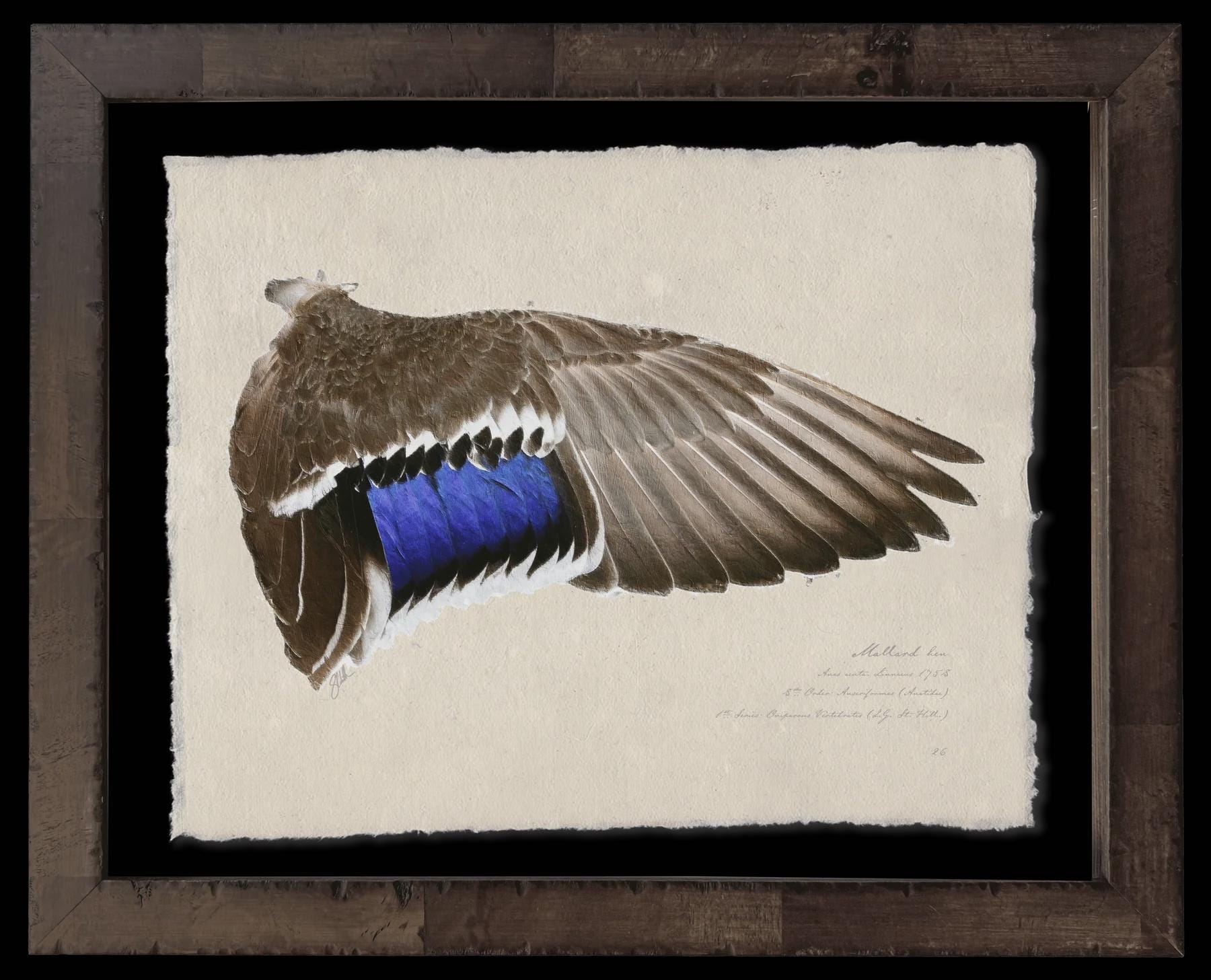 Framed Hunt Club Mallard Duck Wing Art – Set of 2 Vintage-style ...