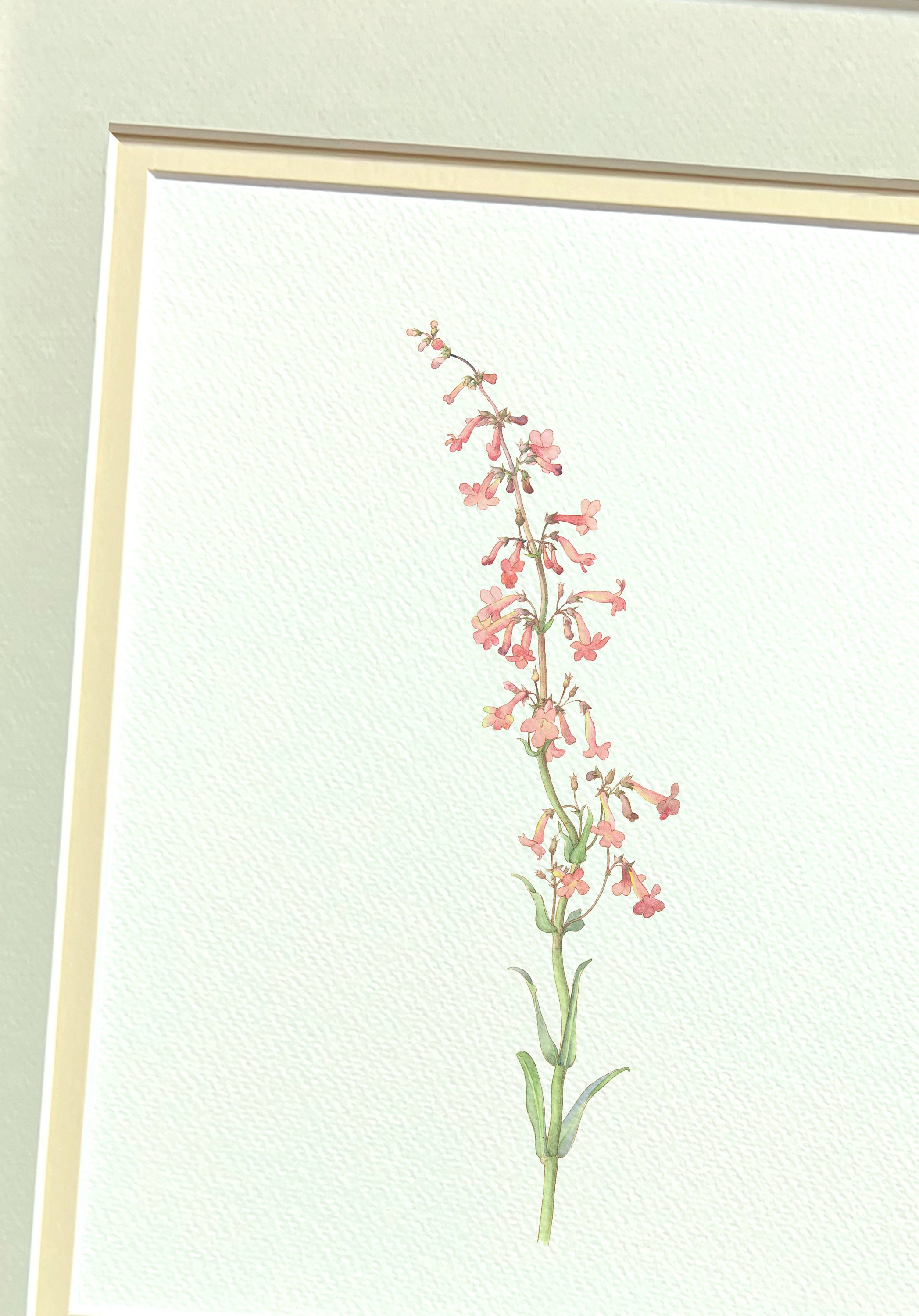 Collection of Vintage Botanical Prints, Set of 12 Antique Botanical ...